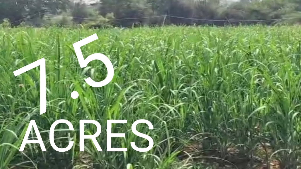 Eg)7.5 ACRES | FIND YOUR DREAM FARM LAND IN BEAUTIFUL NATURE | RUNNING ...