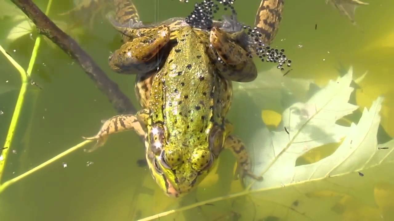 Frogs Fertilizing Eggs - YouTube
