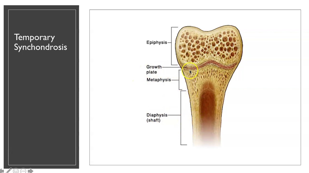 Cartilaginous Joints - YouTube