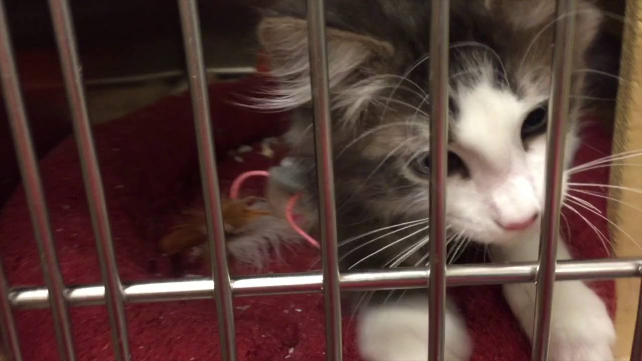 Kittens do Gymnastics? - YouTube