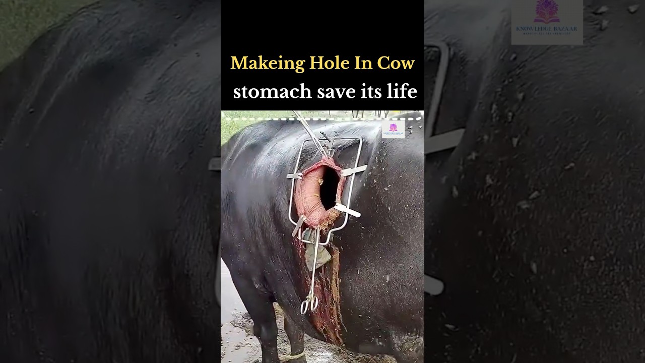 Making Hole In Cow Stomach Save Its Life 🐄🐄 - YouTube