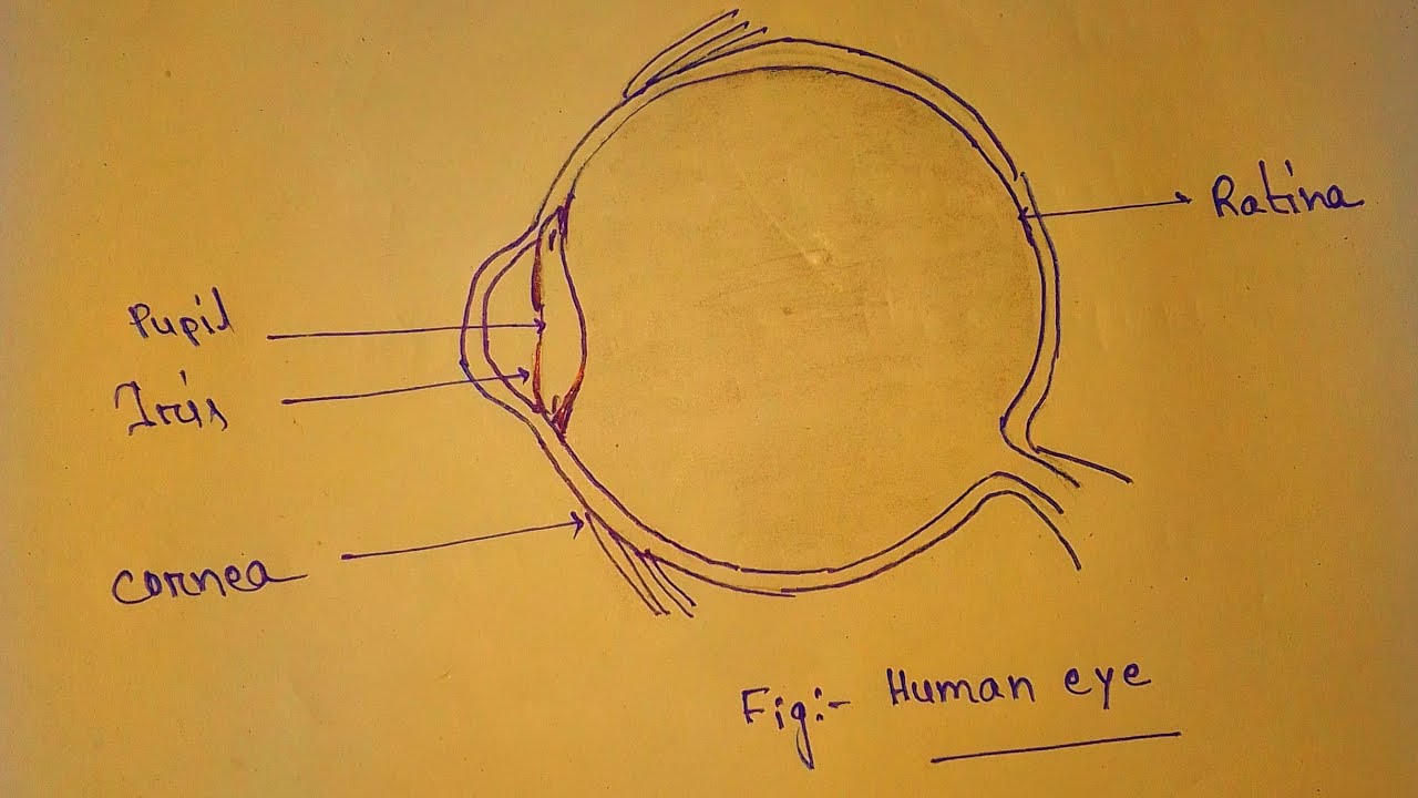 How to draw a human eye easily ll class 10 ll Important for hslc 2023 ...