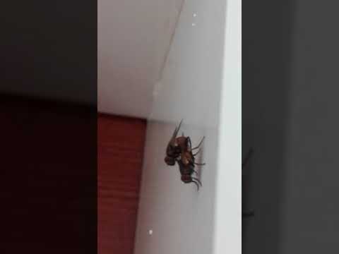 At sineği çiftleşmesi volume 2/ 480P
