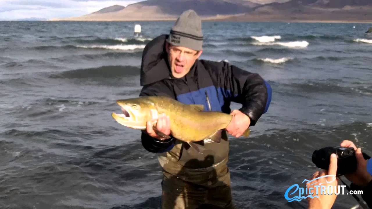 Large Pyramid lake Cutthroat Trout - YouTube