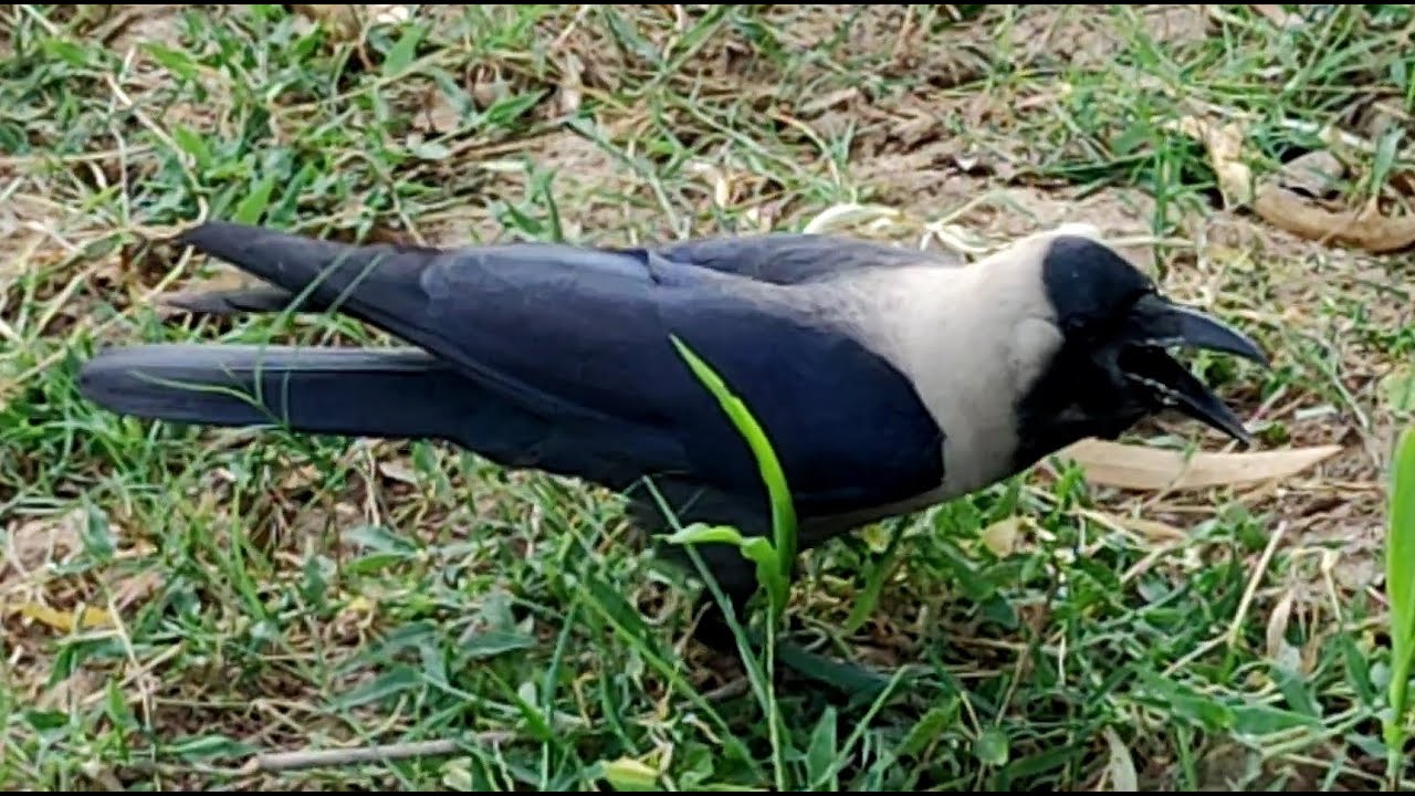 crow sounds, crow crowing effects - YouTube