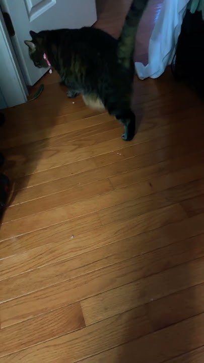 getchu panera im lazy too #cat - YouTube