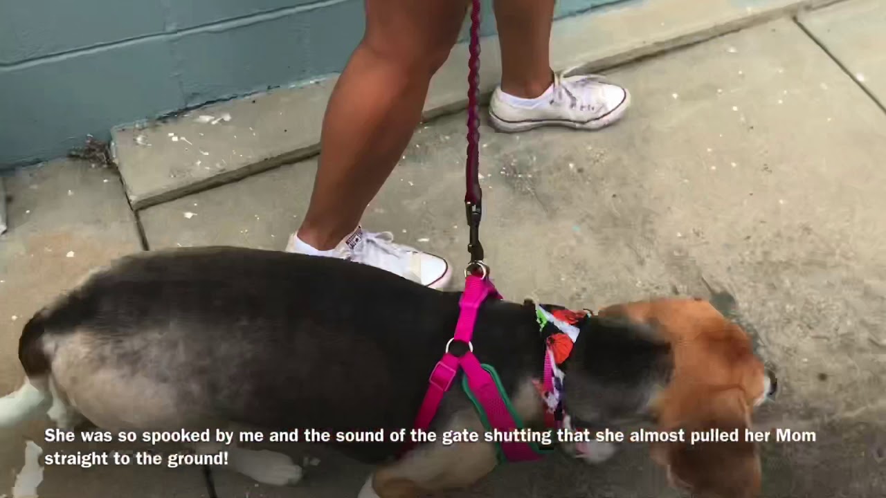 Fear Reactive Beagle Transformed In 2 Weeks - YouTube