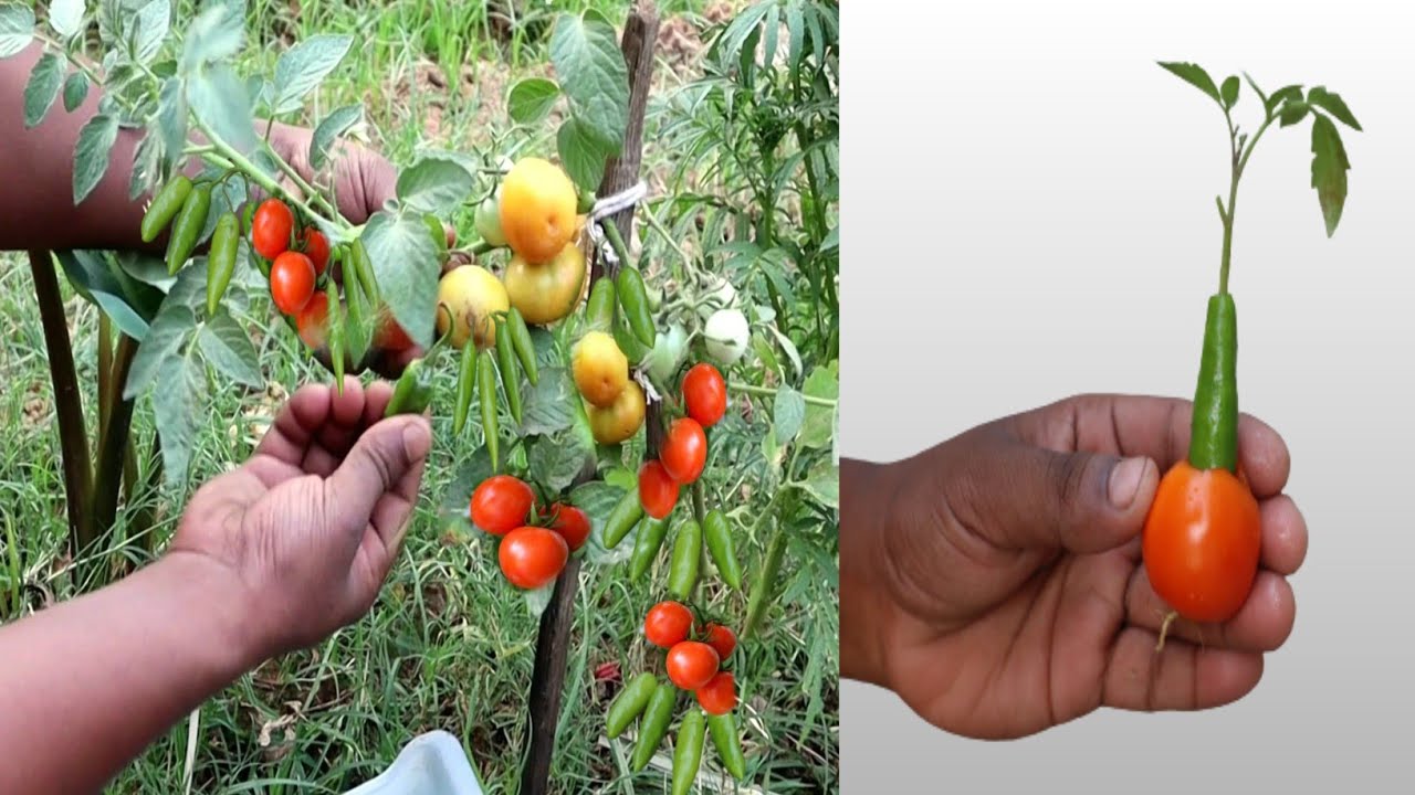 how to grow tomato plant and chilli plant grafting| how to grow tomato ...