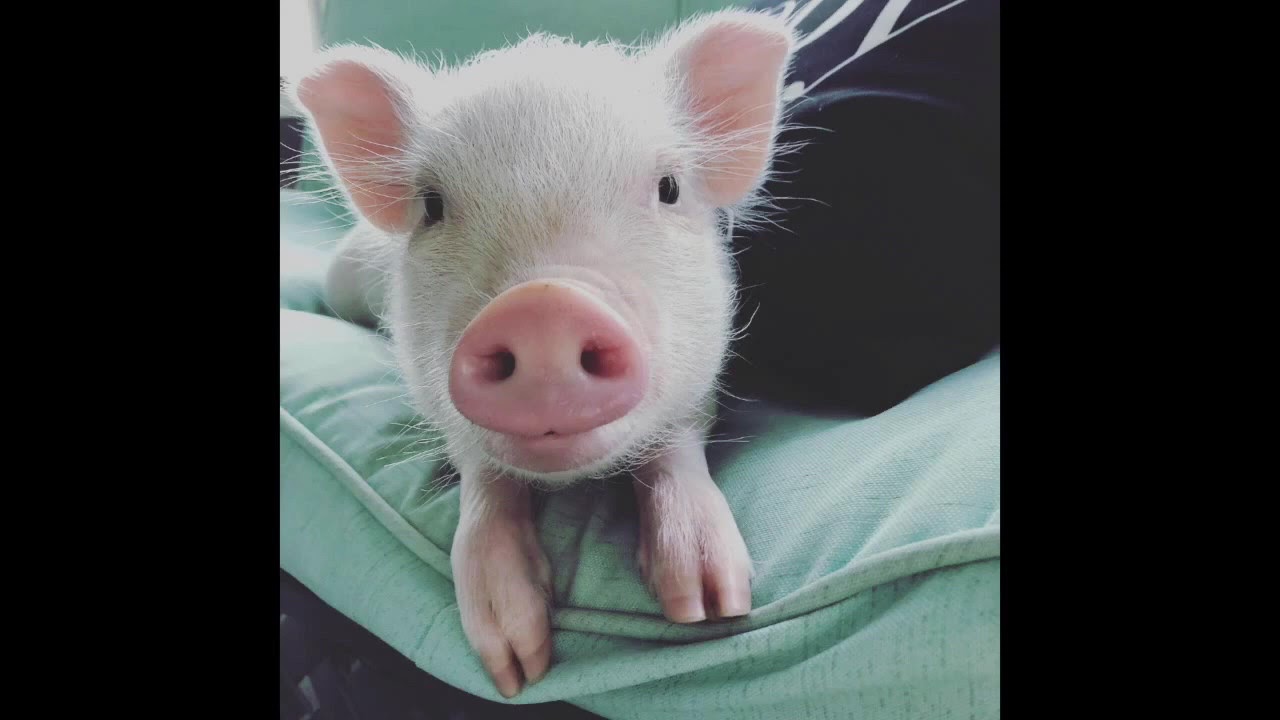 Meet my Mini Pig Millie! - YouTube