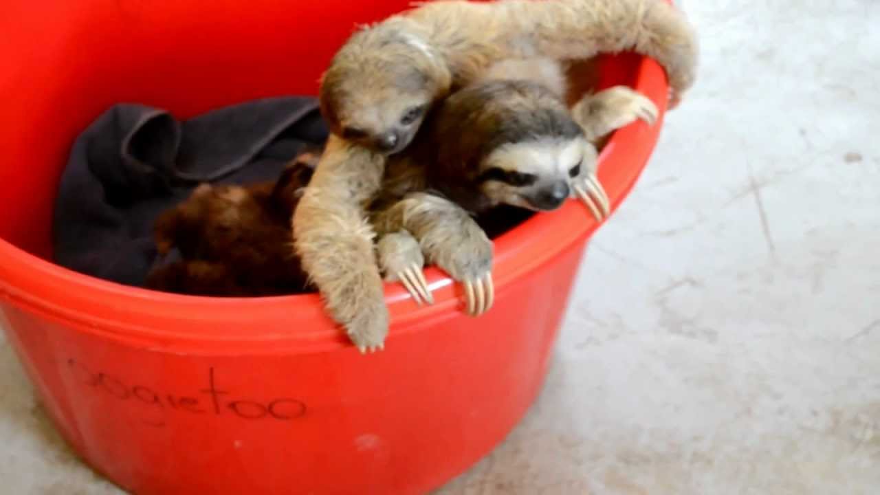 Bucket of Sloths - YouTube