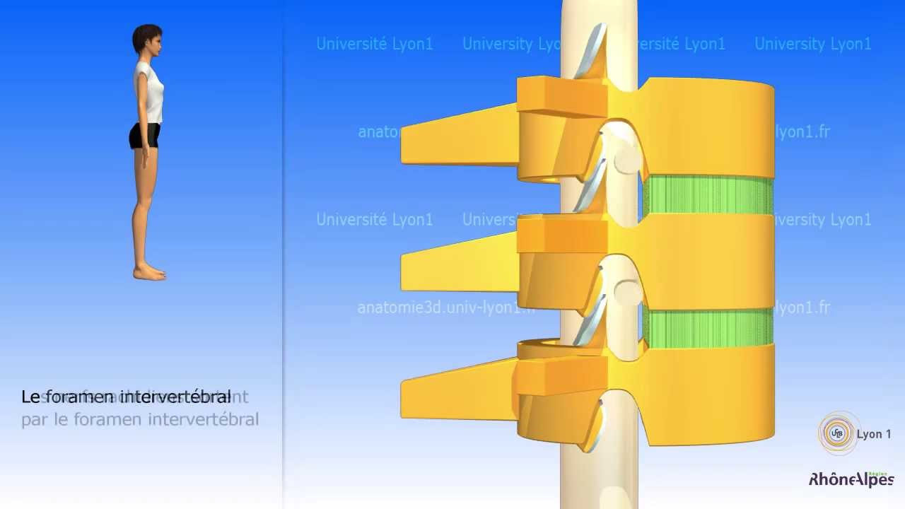 La colonne vertébrale simplifiée et la vertèbre type - YouTube