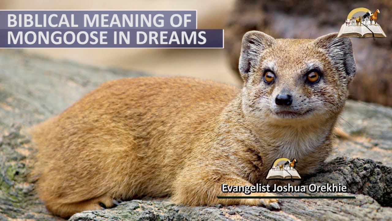 Biblical Meaning of MONGOOSE in Dream - Mongooses Symbolism - YouTube