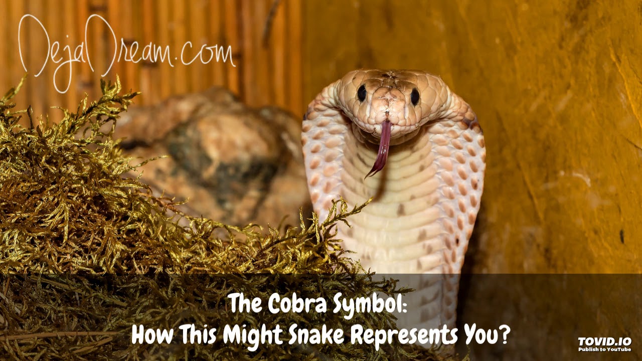 The Meaning And Symbolism Of The Word Cobra