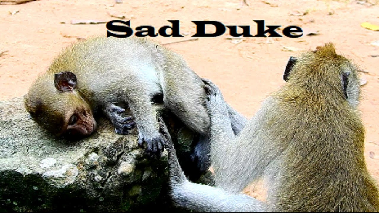 Sadness !! Young mum Duches can't stop baby crying, Duke crying loudly ...