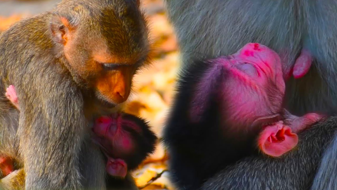 Monkey moms try to give milk and find food everywhere. Just newborn ...