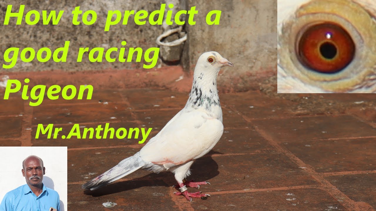 Mr.Anthony. Predicting a Good Racing Pigeon - YouTube