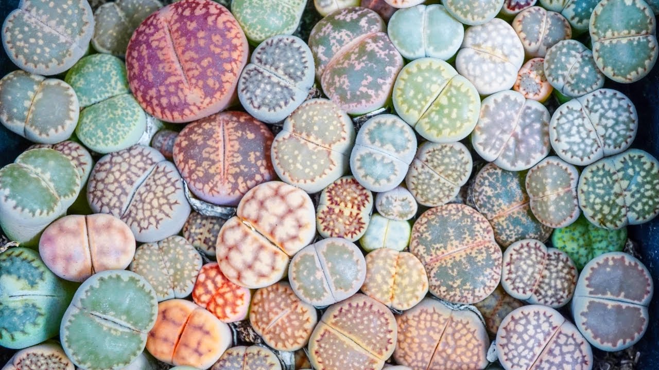 How to Grow Lithops, the Self-Watering Living Stone | MCG in the ...
