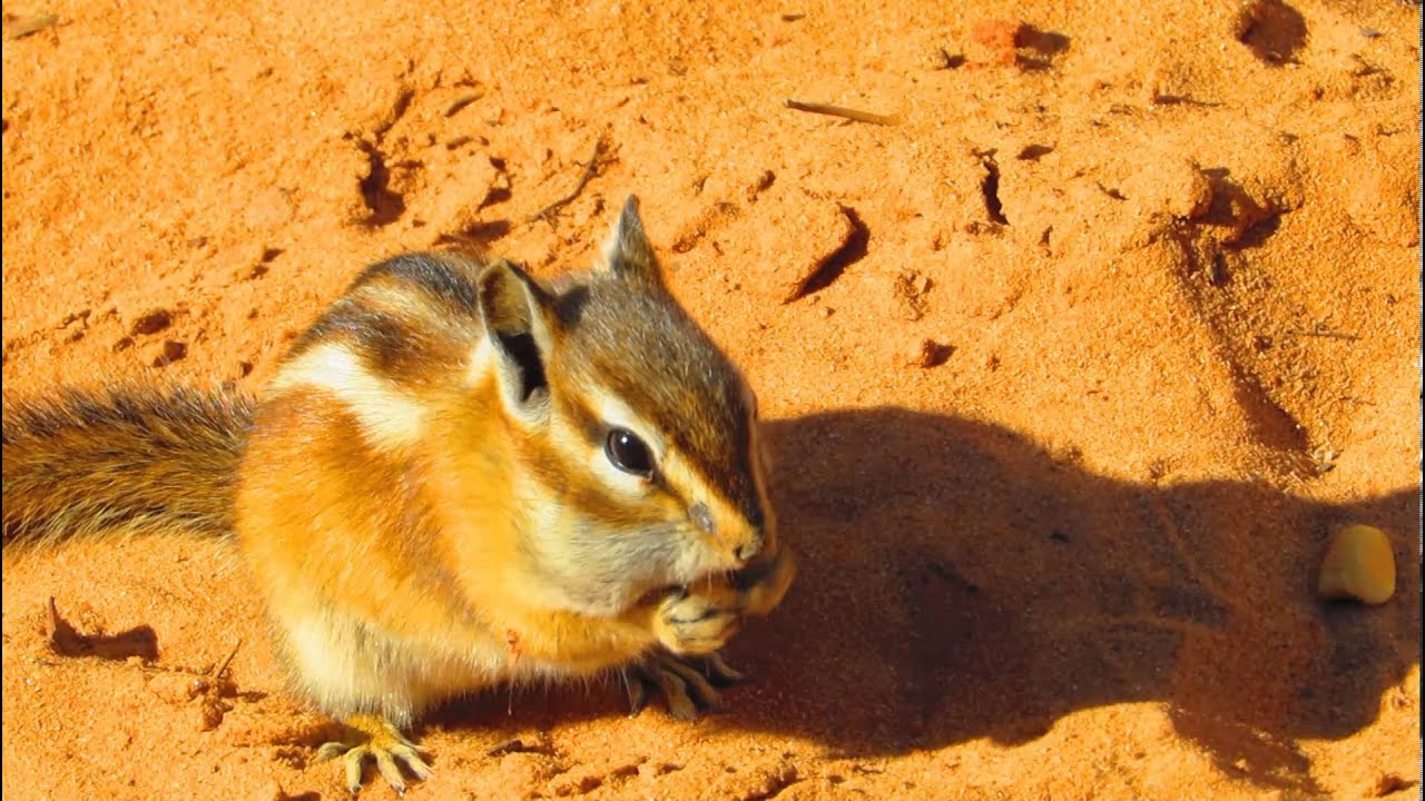 Crazy Chipmunk! - YouTube