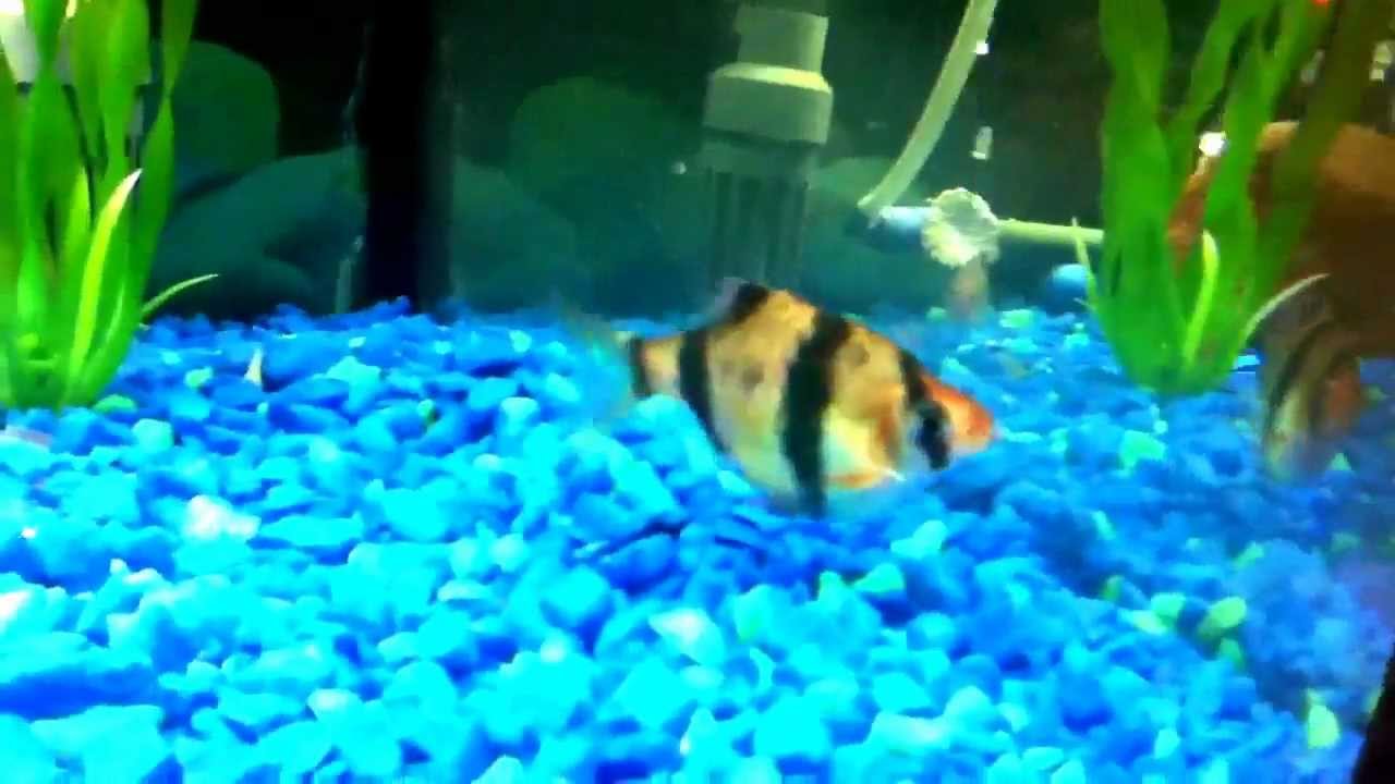 Random Fish Video - YouTube