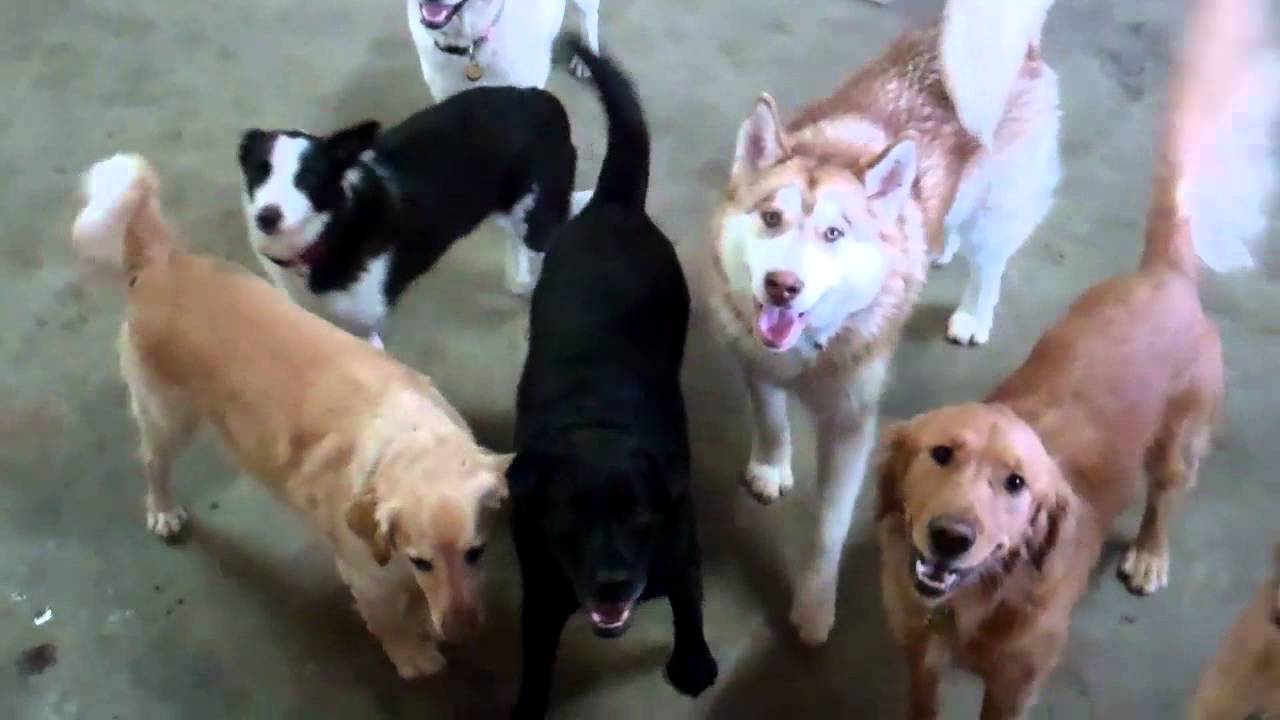 Big Dogs Playing 1 - YouTube