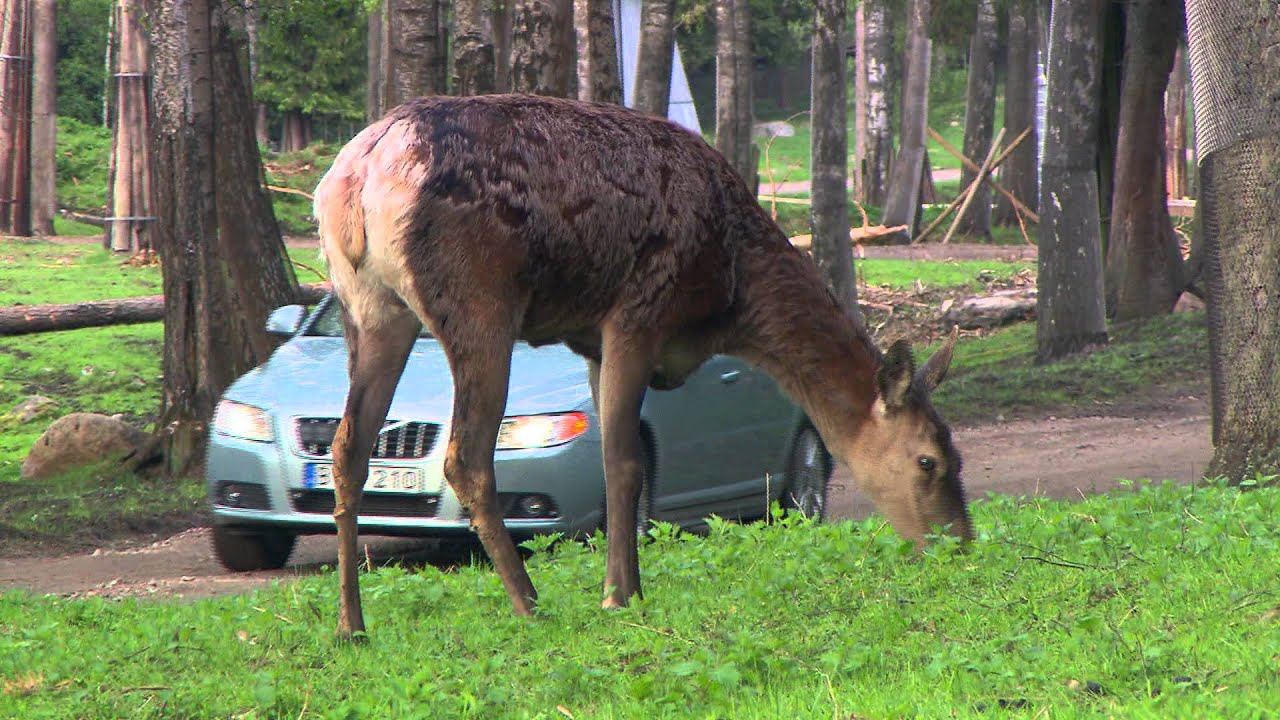Volvo - Sistema detección animales - YouTube