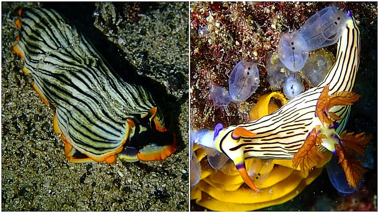 Wonderful Colorful Sea Slugs - Diving With Cute Creatures - YouTube