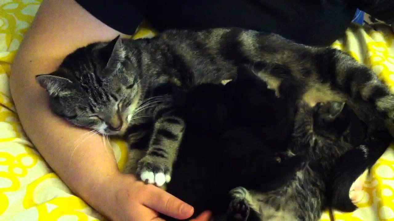 Kitten cuddle party - YouTube