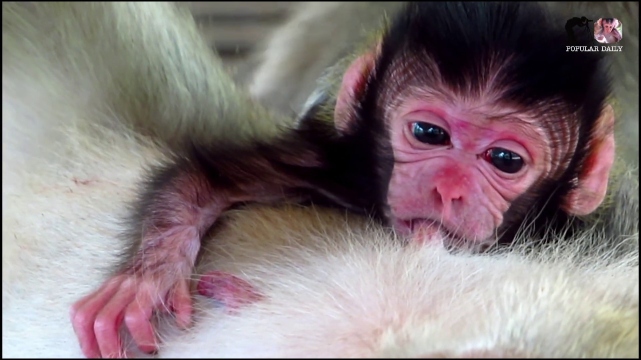 Pitiful Tiny Baby Newborn With Young Mom,Momma Weakness Low Power Also ...