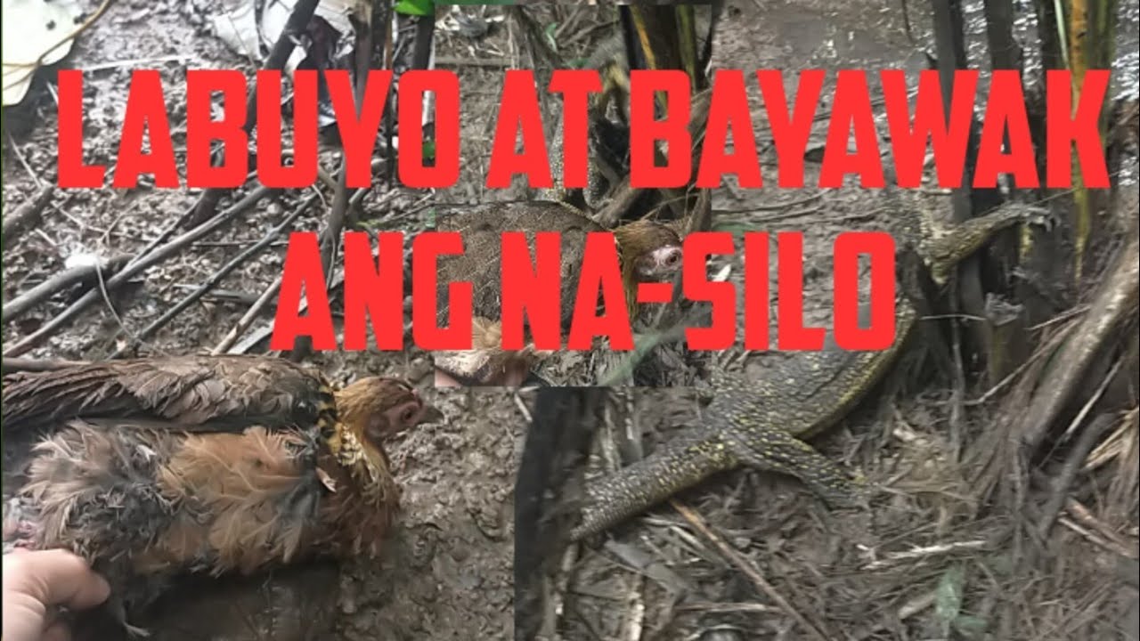 Labuyong manok at bayawak ang huli/wild chicken trap/bisita ng bitag 10 ...