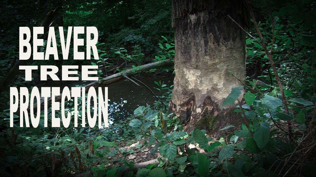Simple Beaver Tree Protection - YouTube