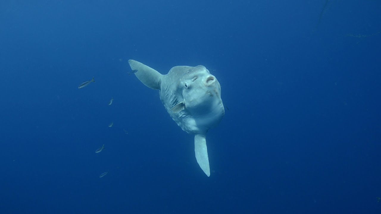 The Ocean Sunfishes. Evolution, Biology and Conservation - Interview ...