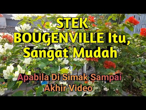 Ternyata mudah,Stek Bougenville/Bunga Kertas - YouTube