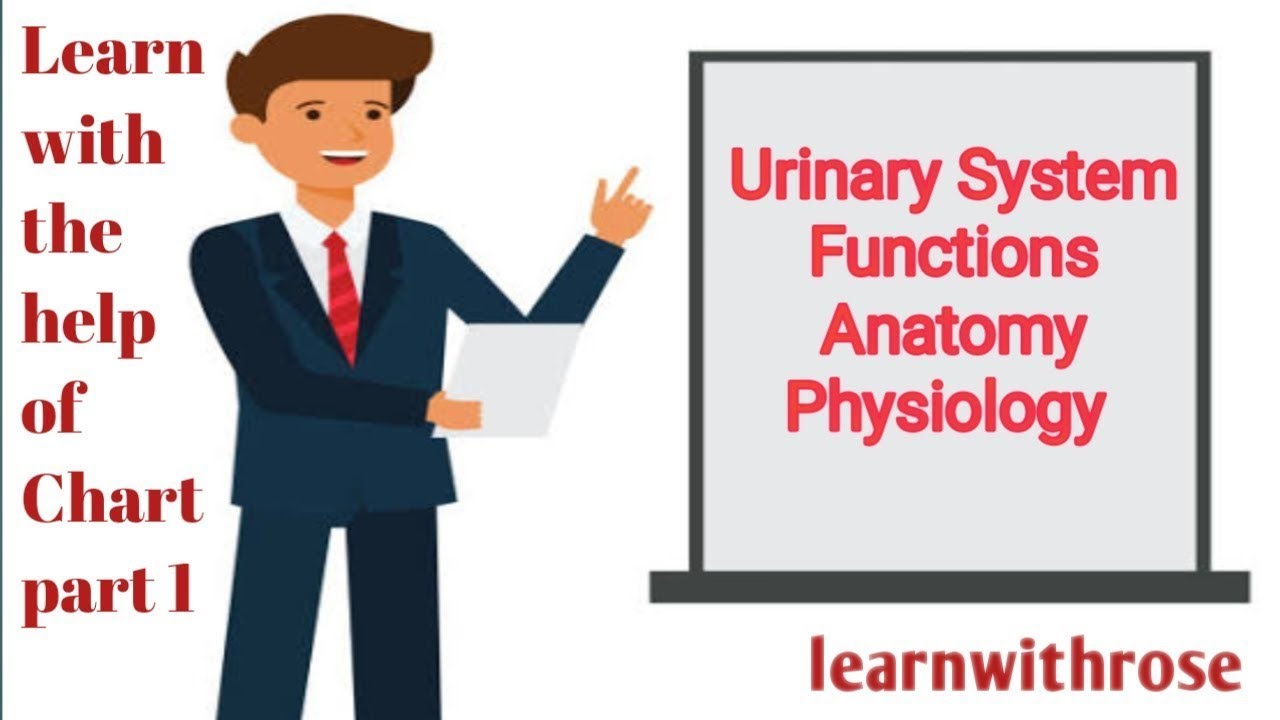 Easily learn Urinary System with chart|| Anatomy and physiology 2 bsn ...