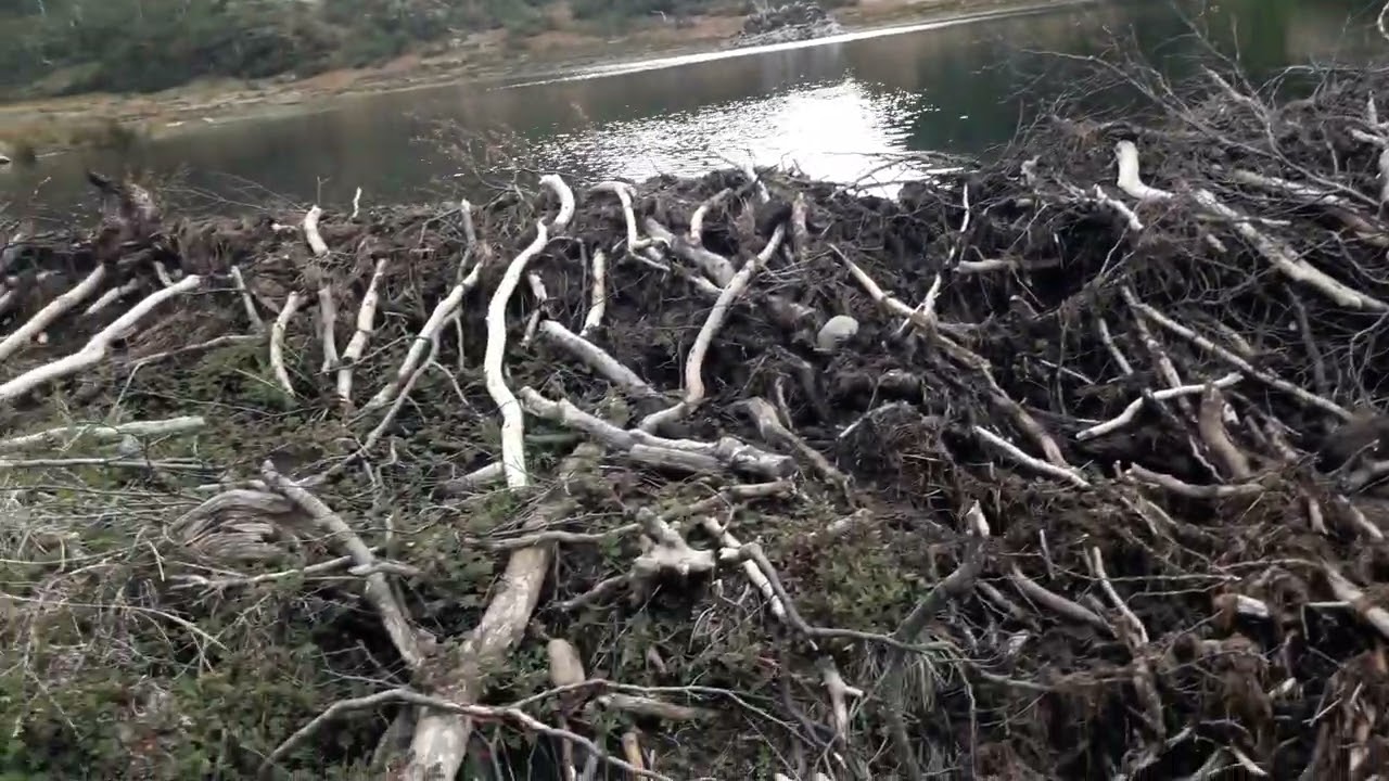 Represa de Castores 《Ushuaia - Tierra del Fuego - Argentina》 - YouTube