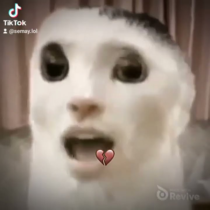 Let's play football #cat #meme - YouTube