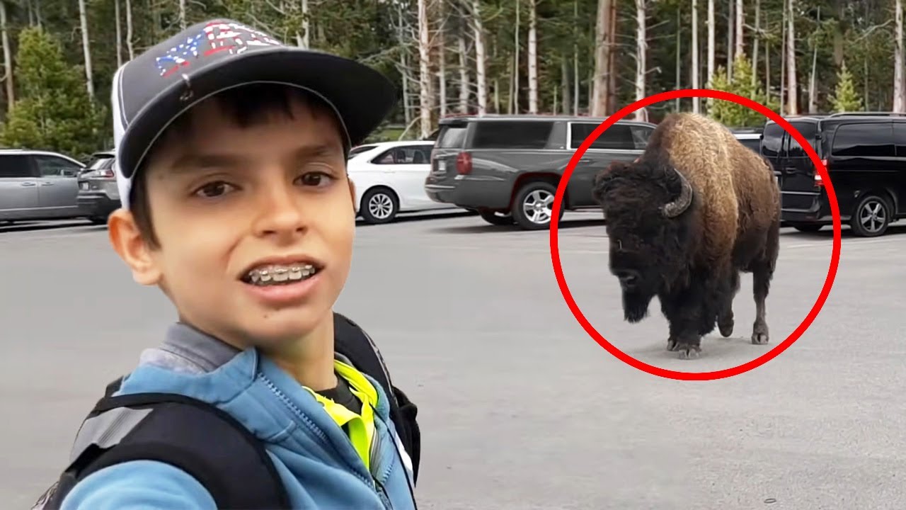 8 Bison Encounters You Will Regret Watching - YouTube