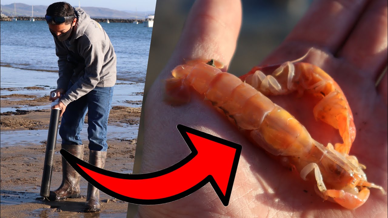 How To Make A Ghost Shrimp Pump (FREE BAIT) - YouTube