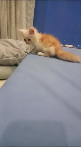 Cat review 2 - YouTube