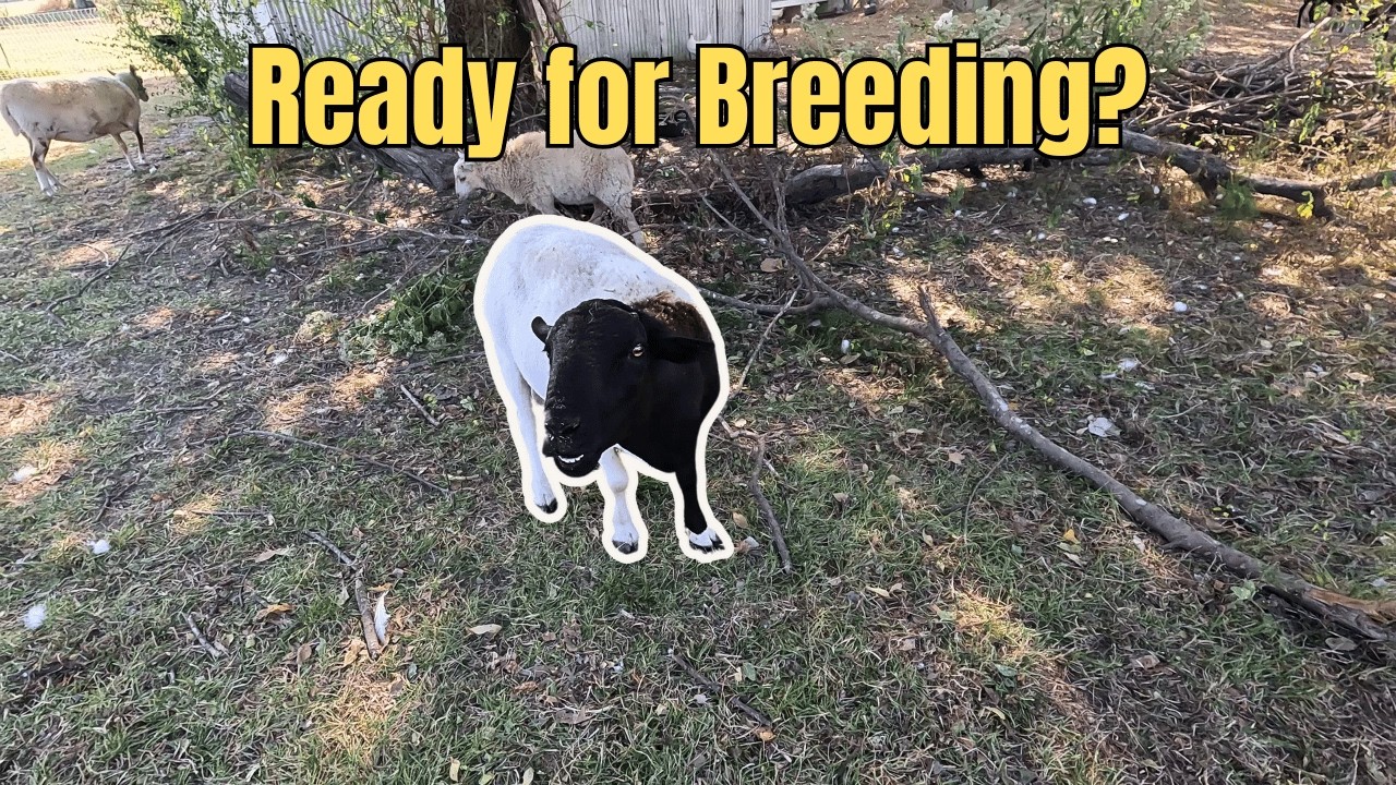 How and WHEN Do You Breed Sheep - YouTube