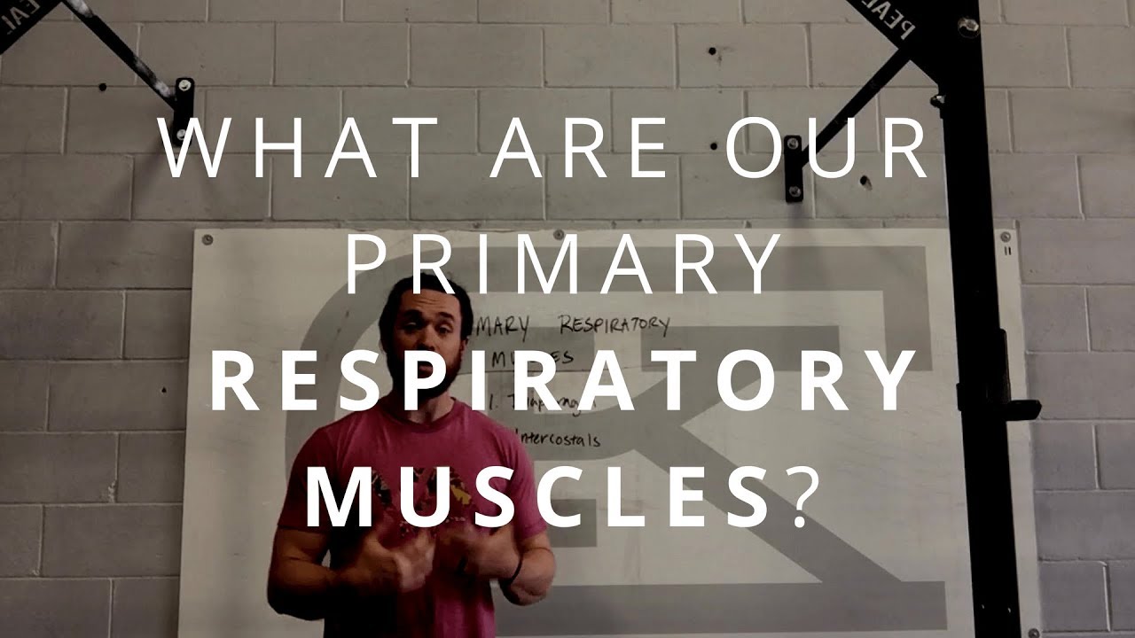 What are our Primary Respiratory Muscles? - YouTube