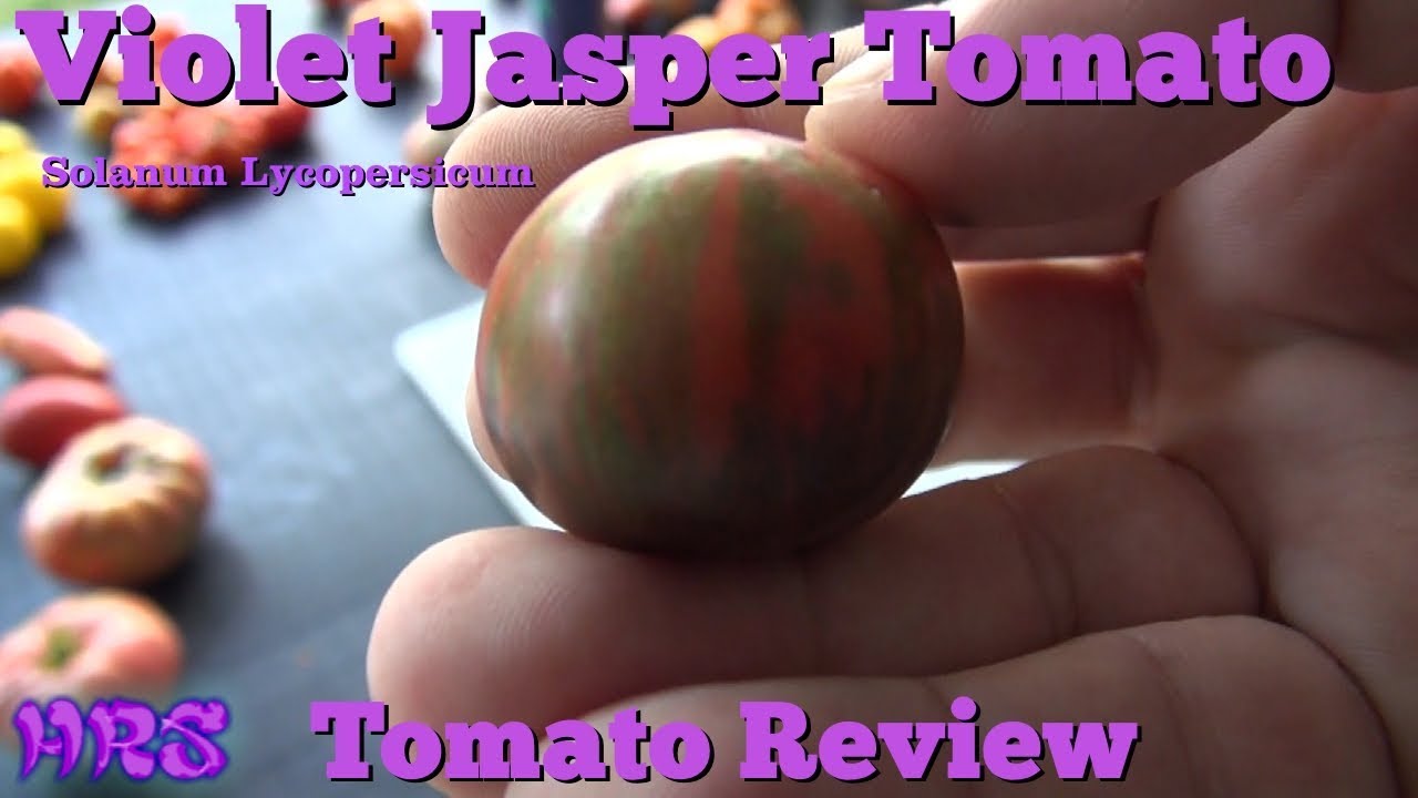 Violet Jasper Tomato | Solanum lycopersicum | tomato review - YouTube