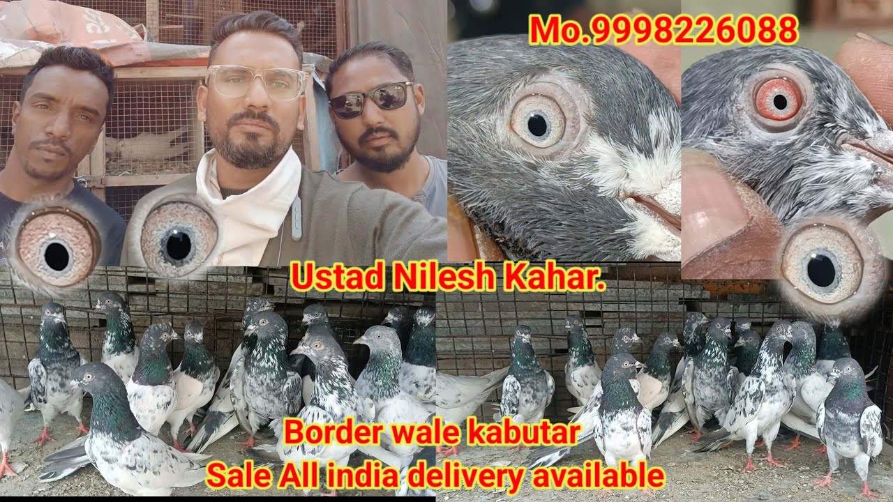 Border Wale kabutar sale || ke liye kisi ko Lena || ho to MO+9998226088 ...