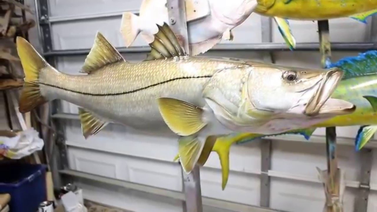 Snook Fish Mount by Marine Creations Taxidermy - YouTube