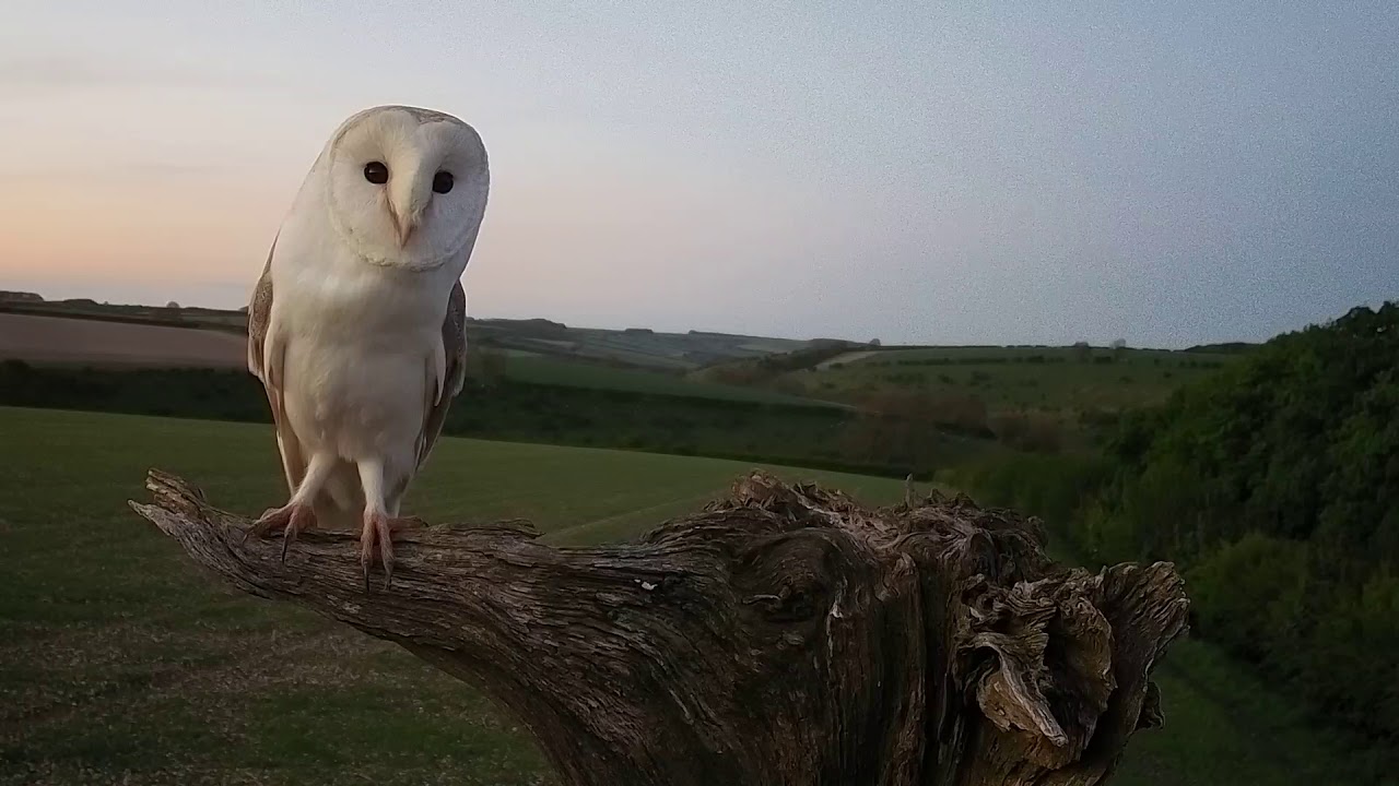 Beautiful Barn Owl | Discover Wildlife | Robert E Fuller - YouTube