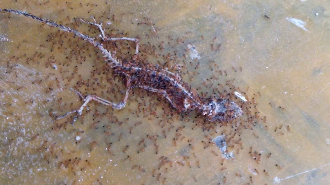 Hormigas comiendo alagarto - YouTube