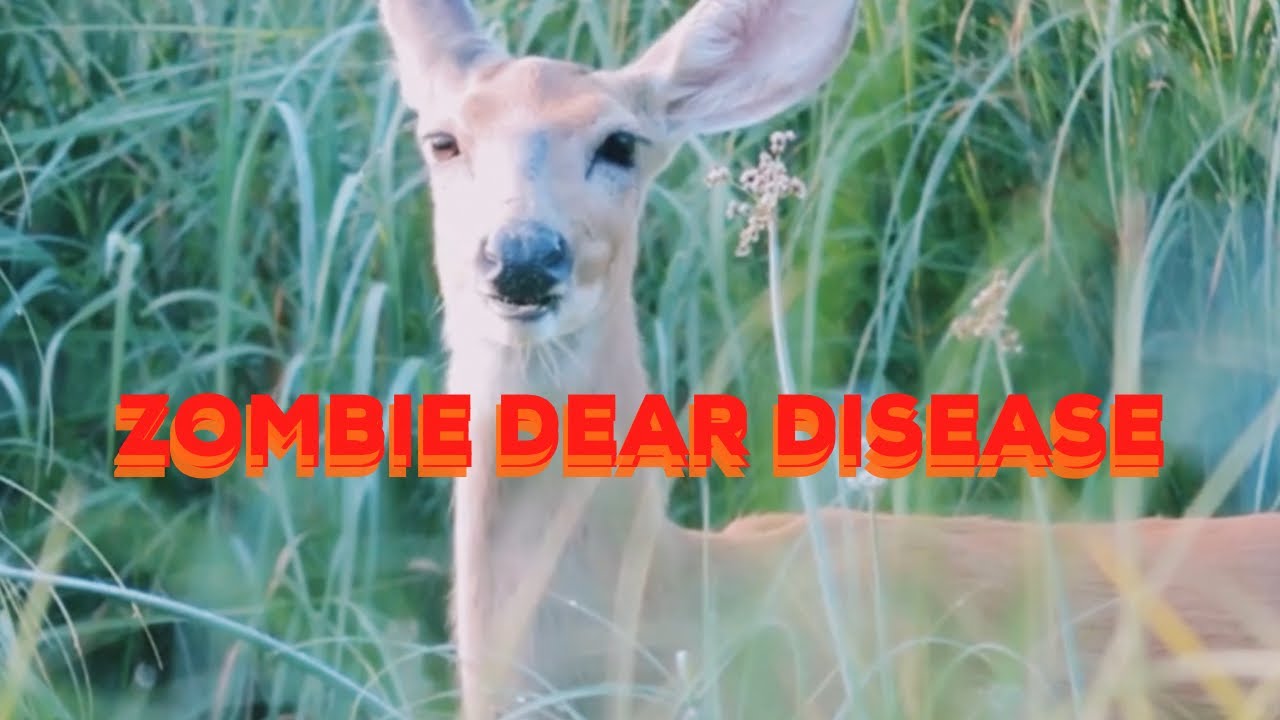 Could this terrifying disease lead to a REAL LIFE Zombie Apocalypse ...