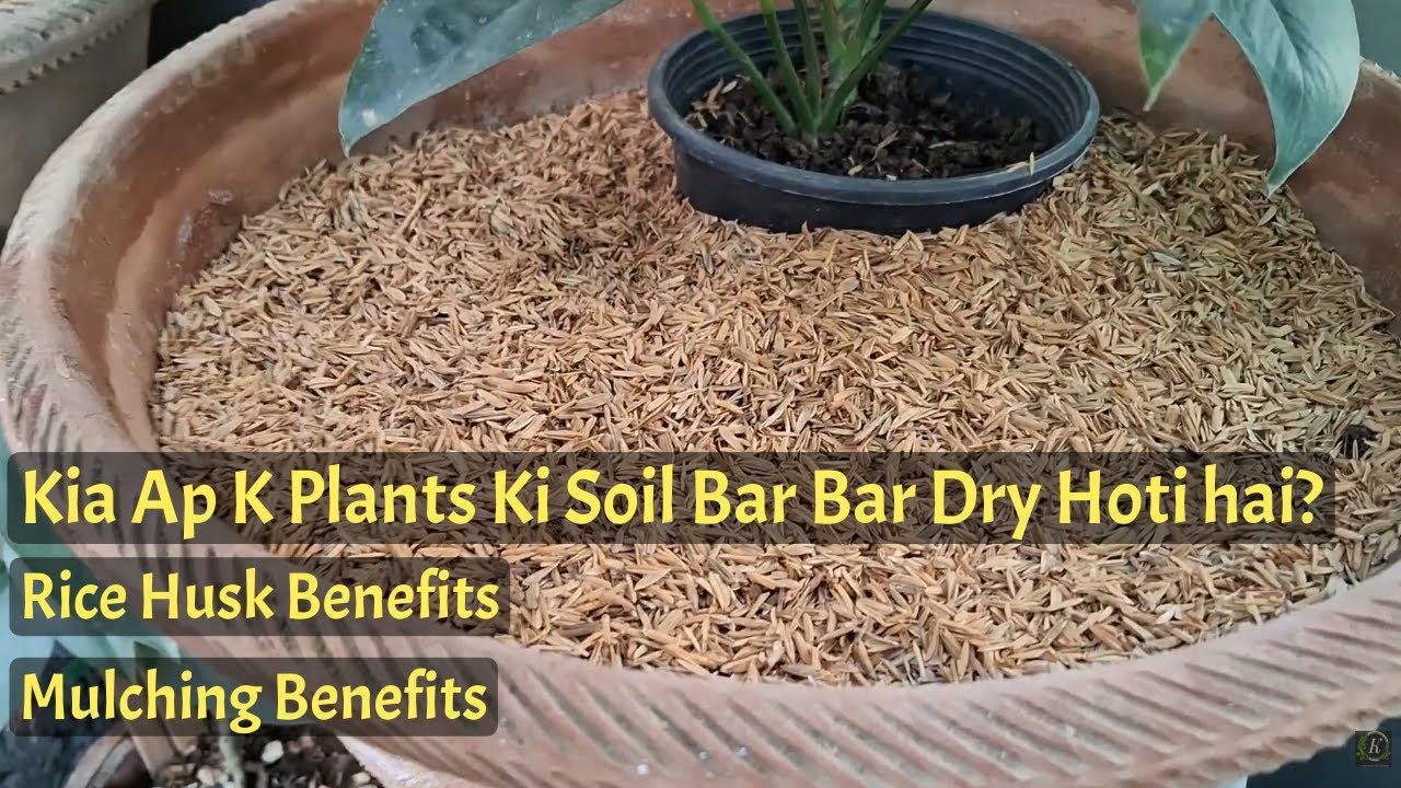 What is Mulching | Use of Rice Husk In Gardening - YouTube
