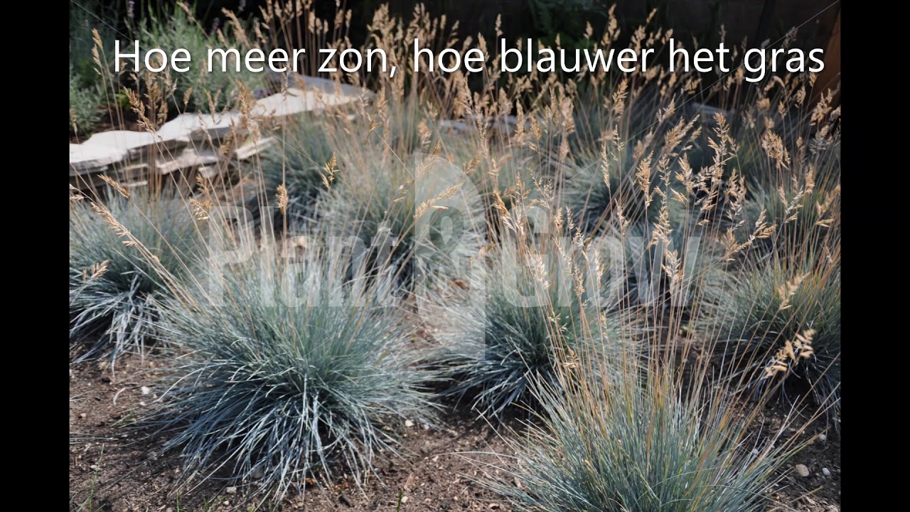 Festuca glauca 'Elijah Blue' - Blauw Schapengras | Plant & Grow - YouTube