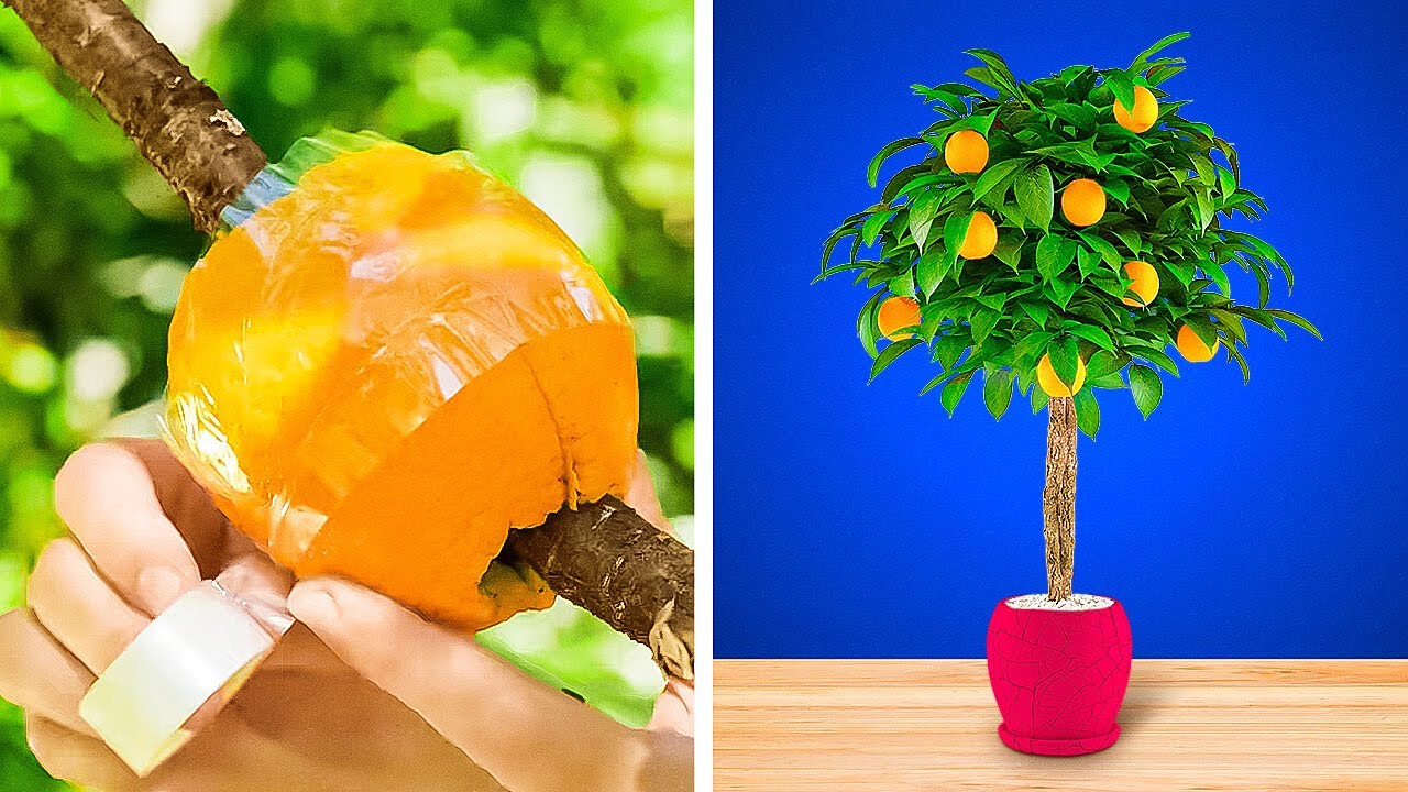 Cultivando Frutas En Formas