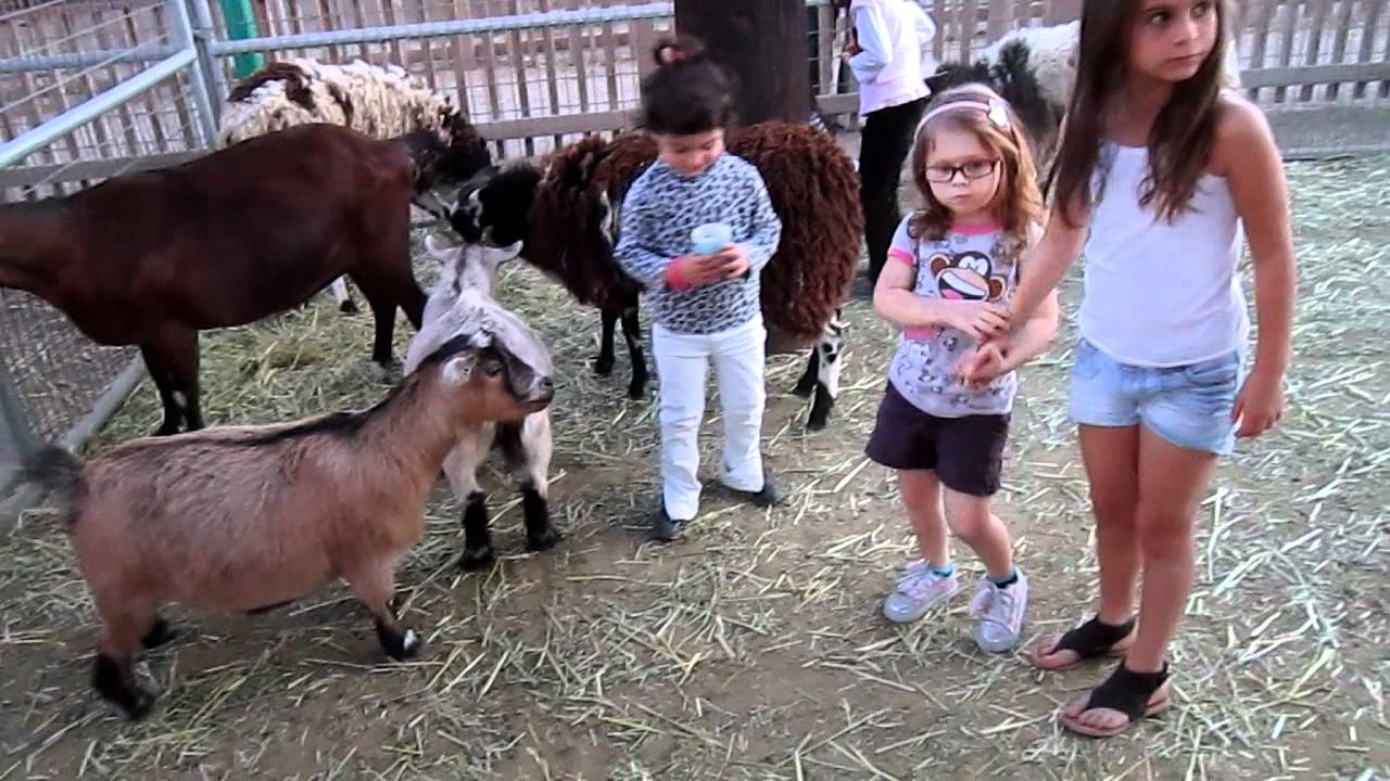 2011, October 23 - Pumpkin Patch at Pierce College - YouTube